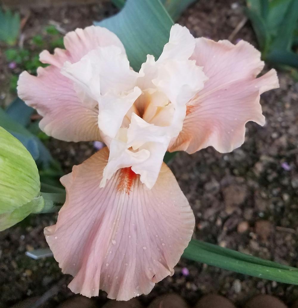Photo of the bloom of Tall Bearded Iris (Iris 'Struck Twice') posted by mesospunky - Garden.org
