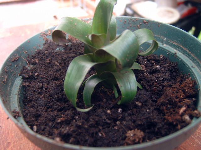 Bromeliad (Vriesea racinae) - Garden.org
