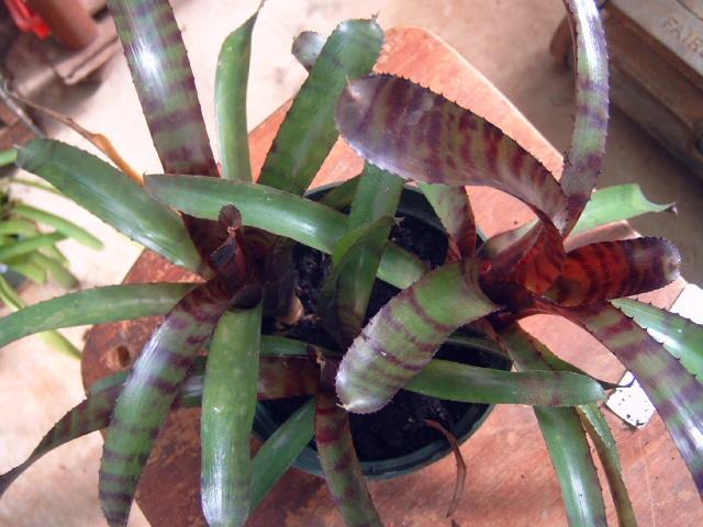 Bromeliad (Neoregelia 'Red Tiger') - Garden.org