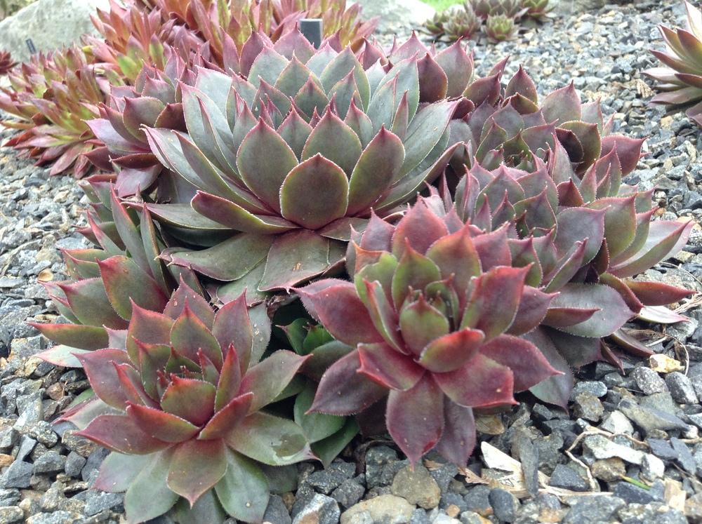 Photo of the entire plant of Hen and Chicks (Sempervivum 'Red Robin ...