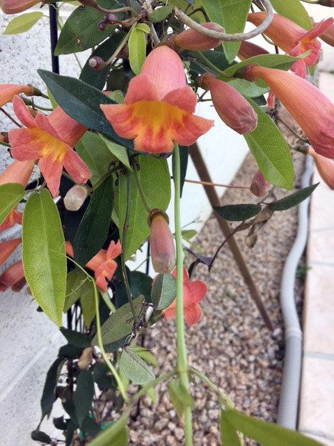 Bignonia - Garden.org