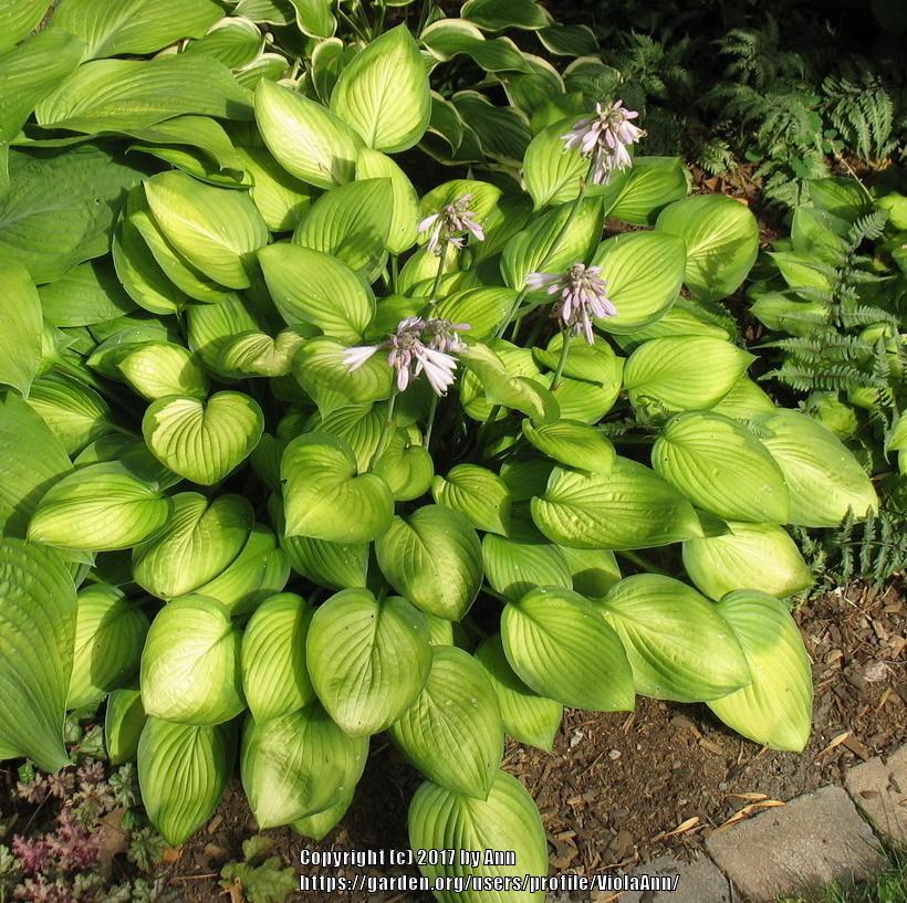 Daily Hosta #50 - 'Janet' in the Hostas forum - Garden.org