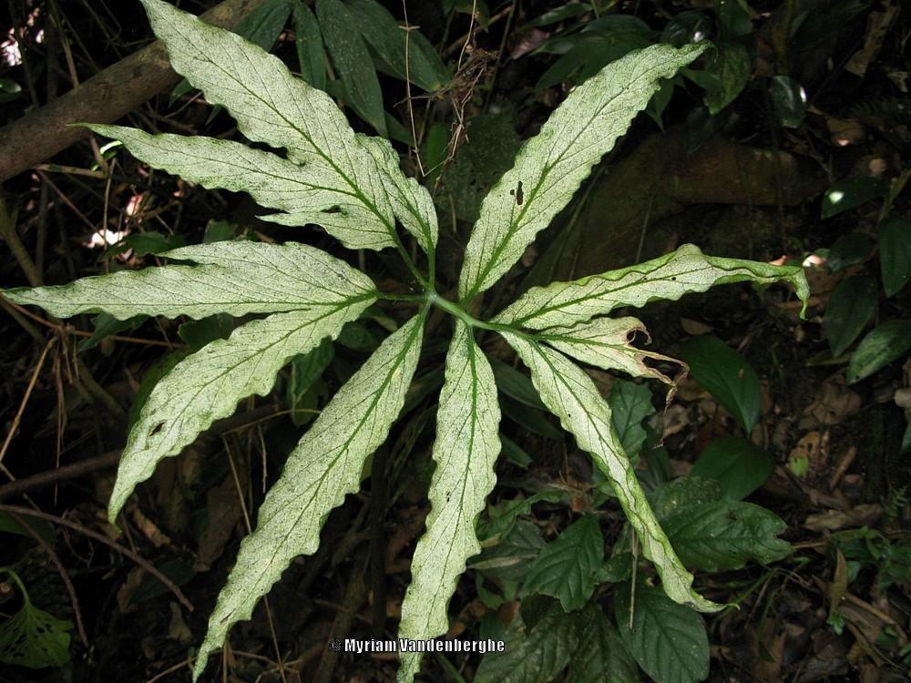 Asterostigma lividum - Garden.org