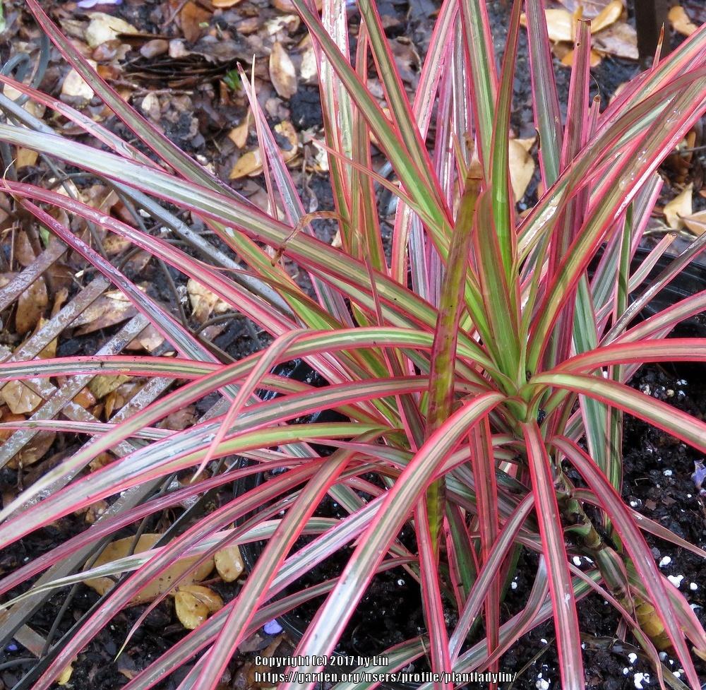 Photo of the leaves of Dragon Tree (Dracaena reflexa var. angustifolia ...