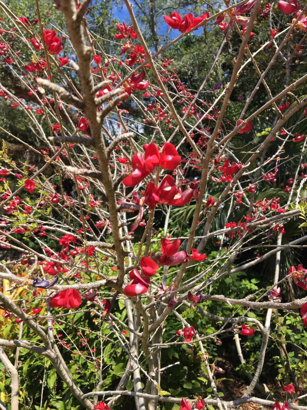 Caribwood (Poitea carinalis) - Garden.org