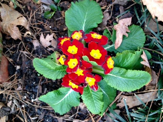Primula (Primula vulgaris 'Hethor Giant Red') in the Primroses Database ...
