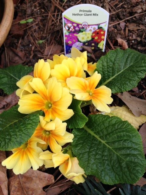 Photo of the entire plant of Primula (Primula vulgaris 'Hethor Giant ...