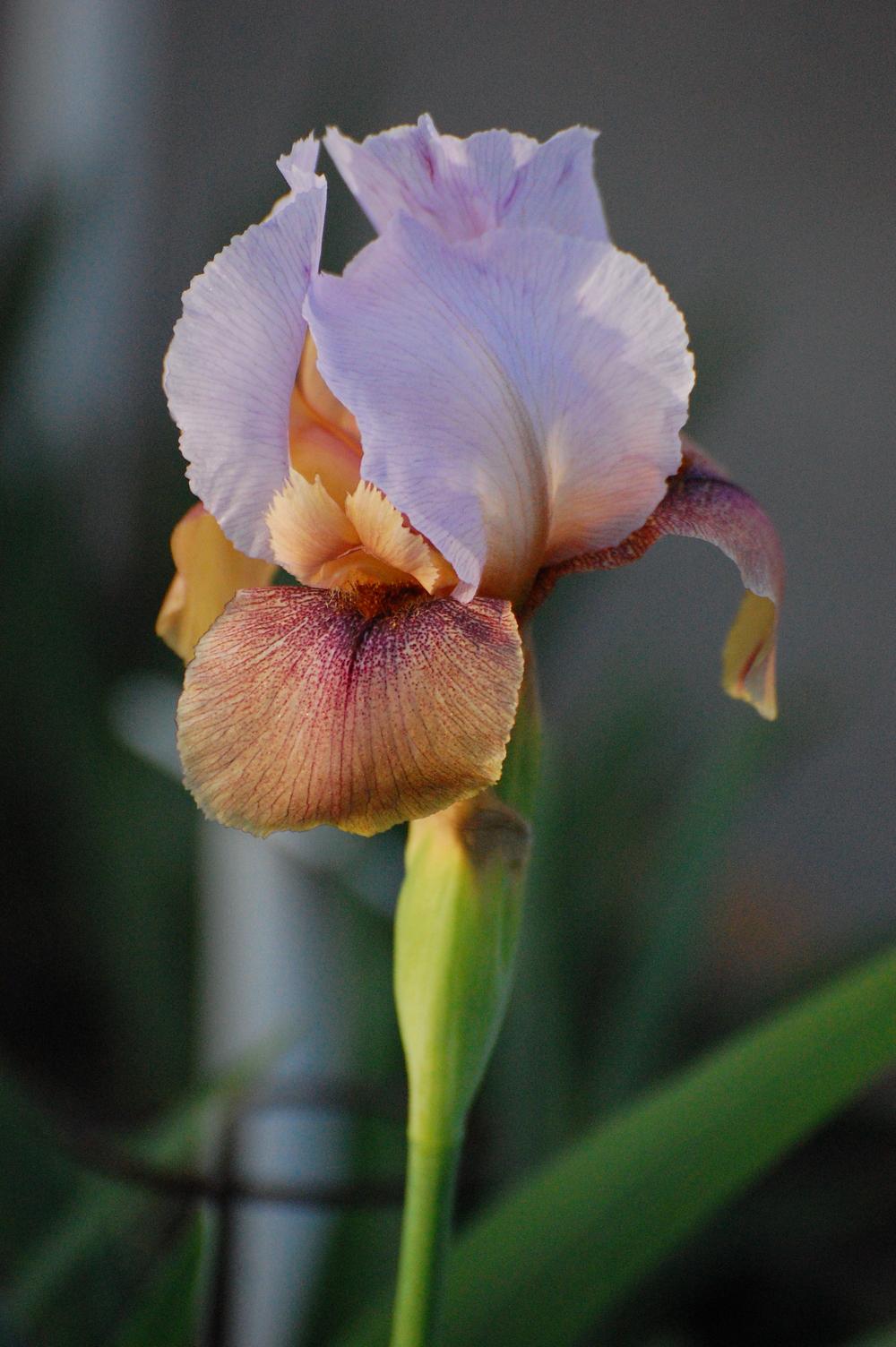 Arilbred Iris (Iris 'Rare Spice') in the Irises Database - Garden.org