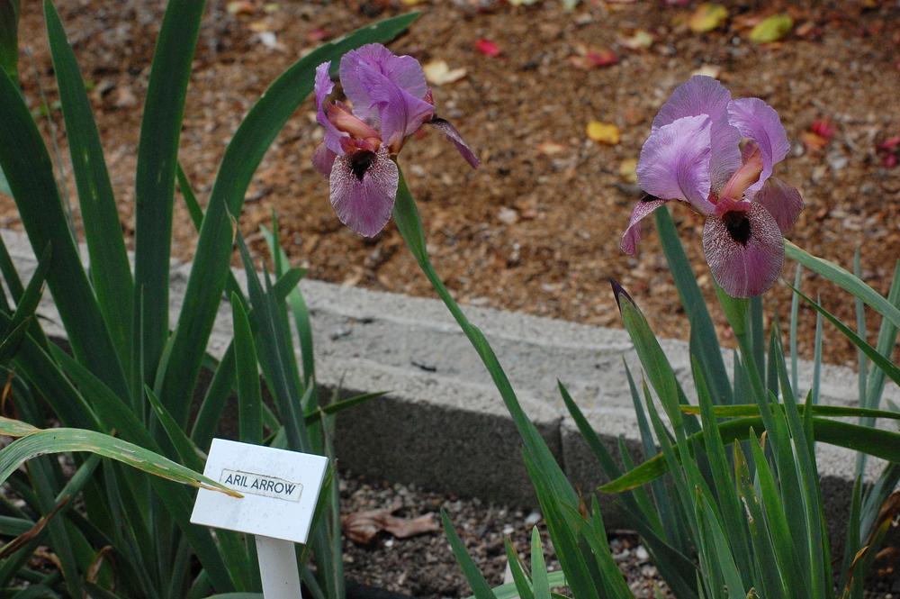 Photo of the bloom of Arilbred Iris (Iris 'Aril Arrow') posted by ...