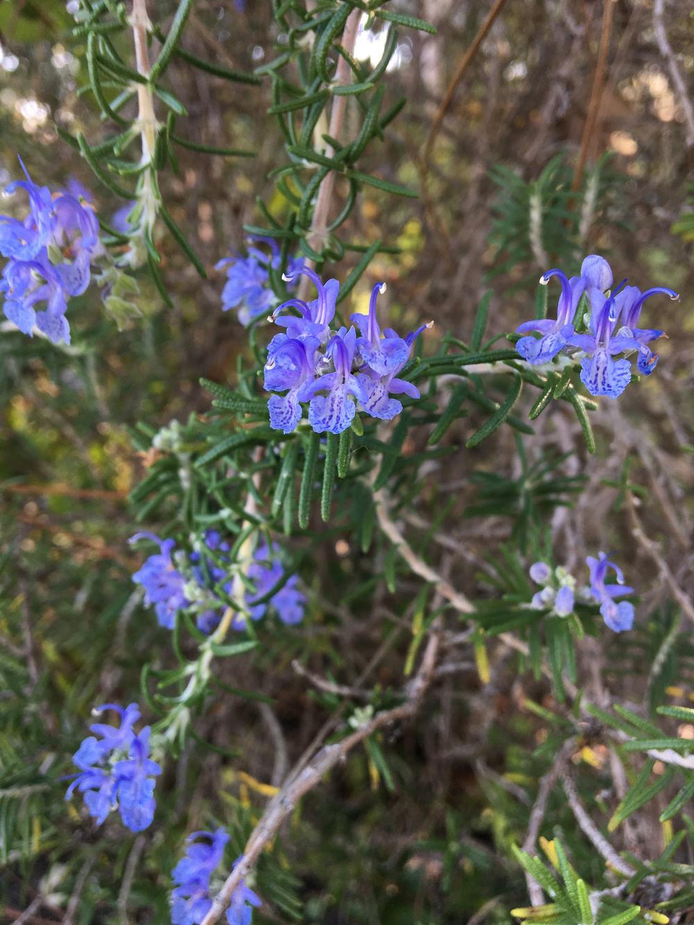 Photo of the bloom of Rosemary (Salvia rosmarinus Irene™) posted by ...