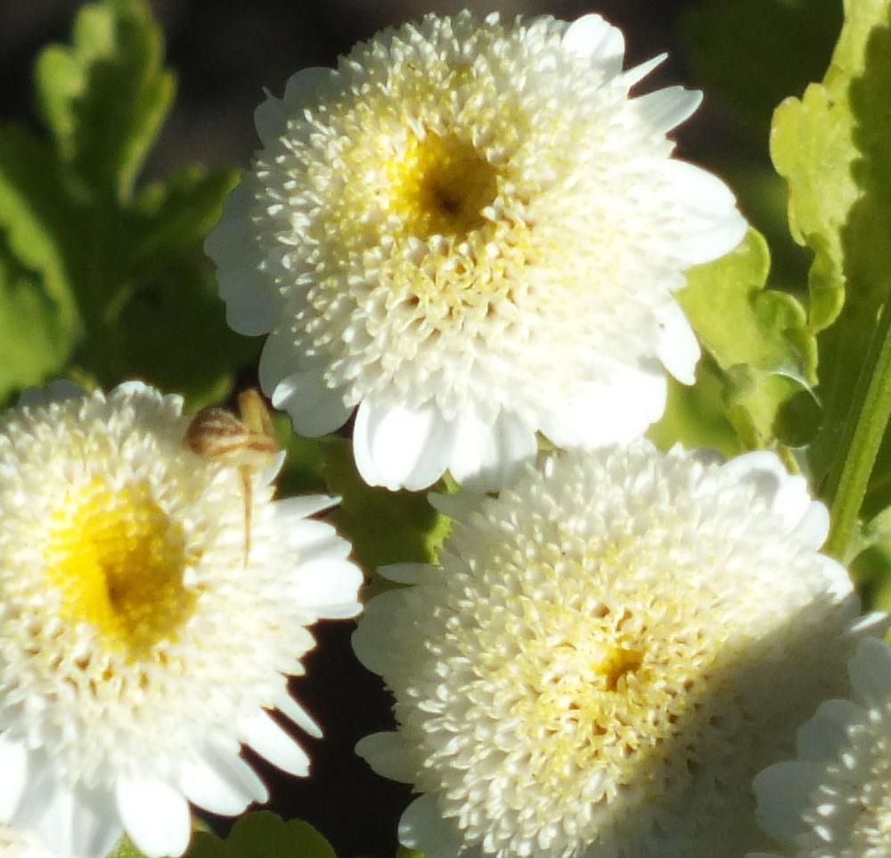 Feverfew (Tanacetum parthenium 'White Bonnet') - Garden.org