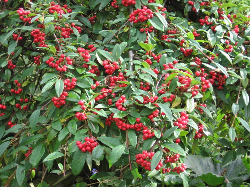 Weeping Cotoneaster (Cotoneaster 'Hybridus Pendulus') - Garden.org