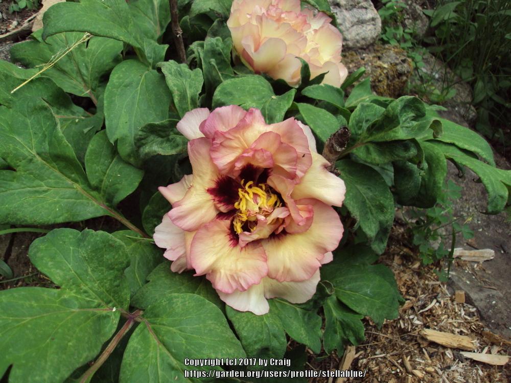 Daily Peony Photo in the Peonies forum - Garden.org