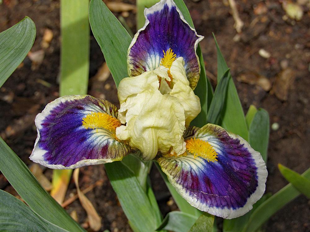 Miniature Dwarf Bearded Iris (Iris 'Boink') in the Irises Database ...