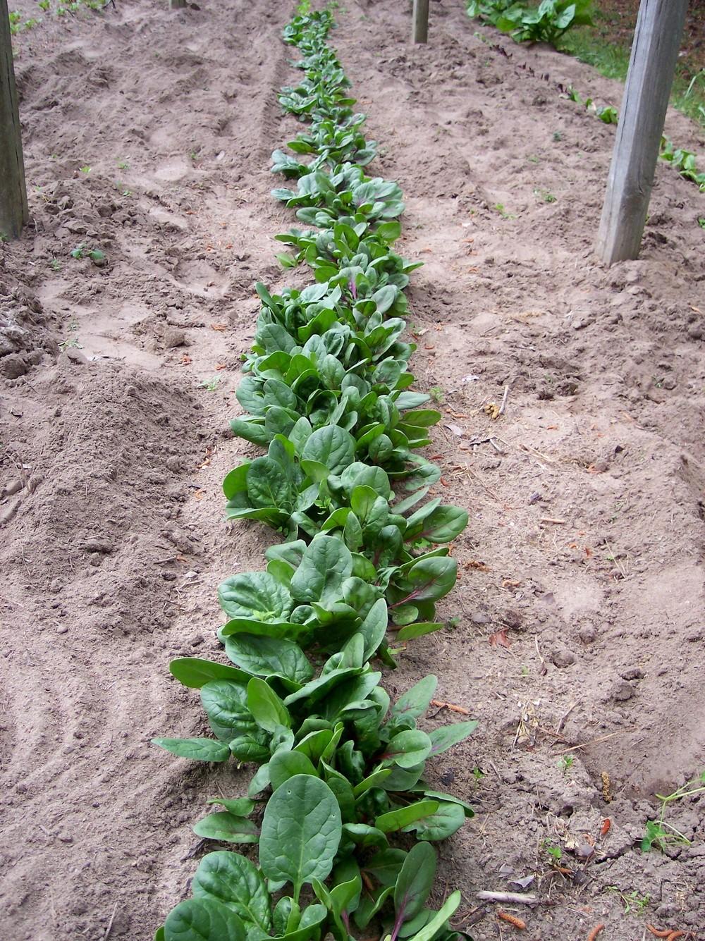 Spinach (Spinacia oleracea 'Alexandria') in the Spinaches Database ...