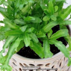 Table Fern (Pteris cretica 'Mayi') - Garden.org