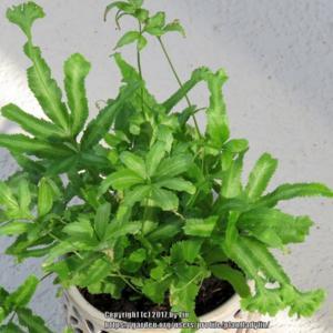 Table Fern (Pteris cretica 'Mayi') - Garden.org