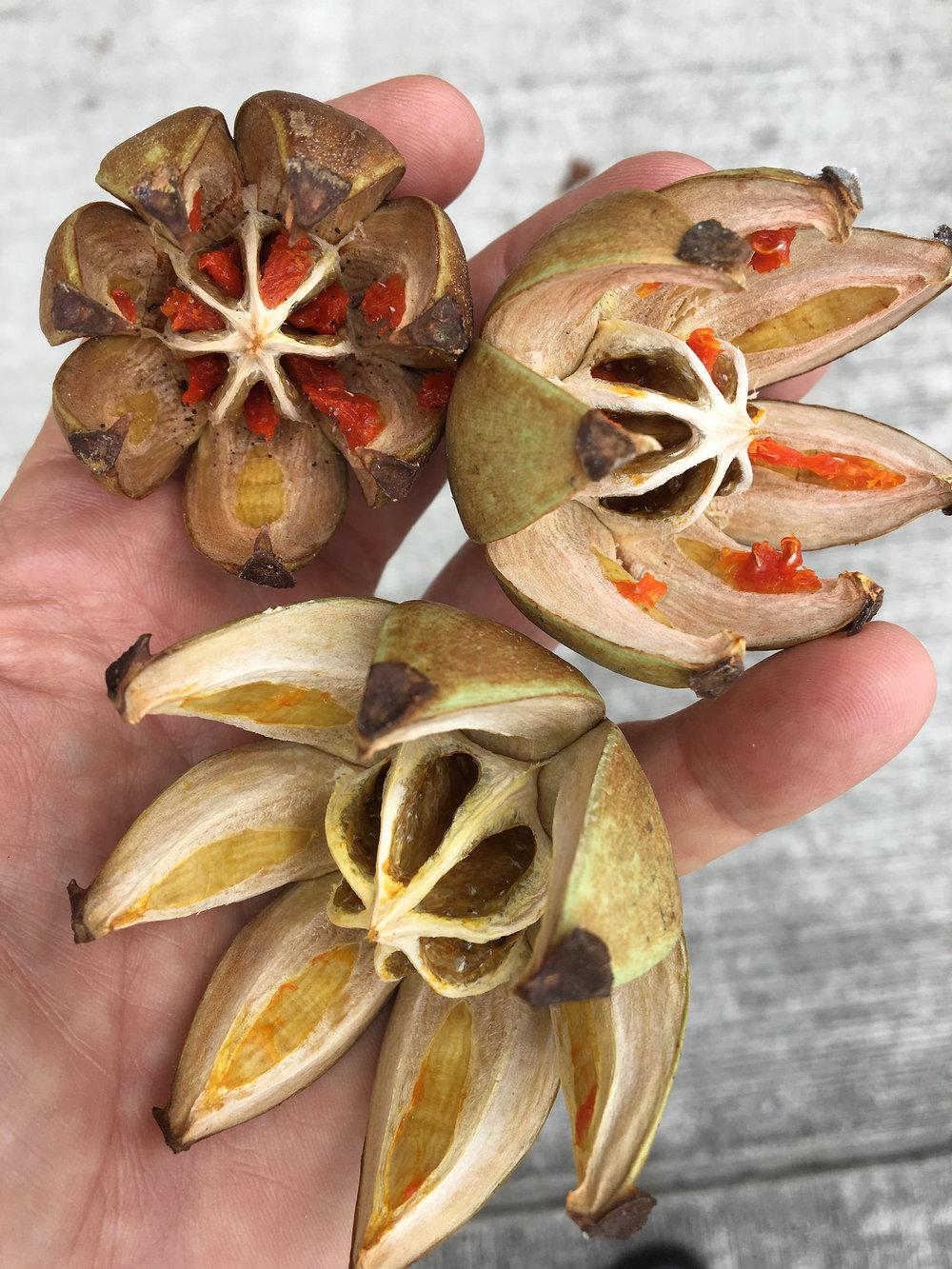 Photo of the seed pods or heads of Autograph Tree (Clusia rosea) posted ...