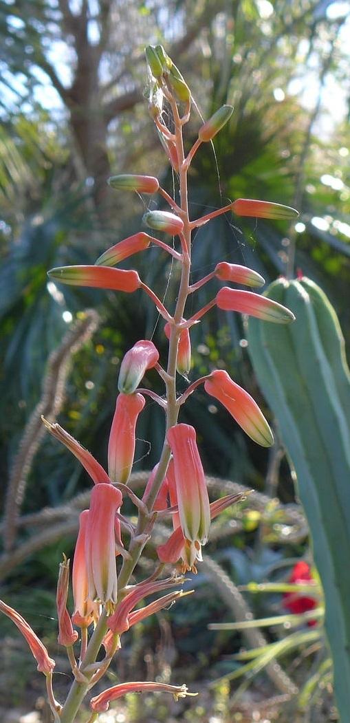 Aloe 'Moondance' in the Aloes Database - Garden.org