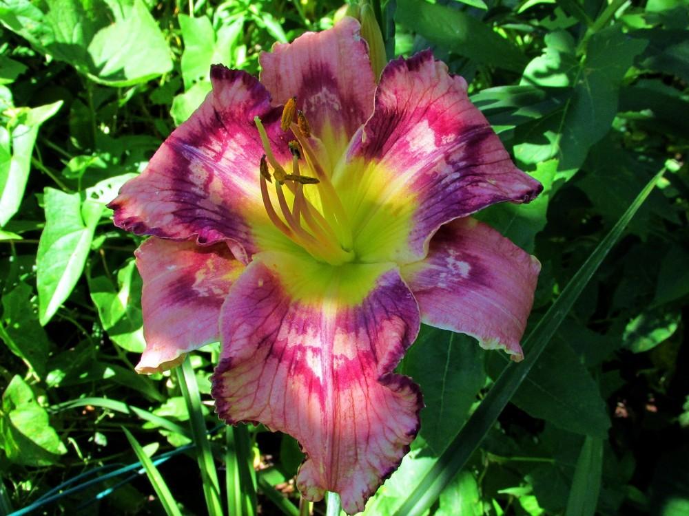 Northern Daylily Fans: Which evergreens do well for you? in the ...