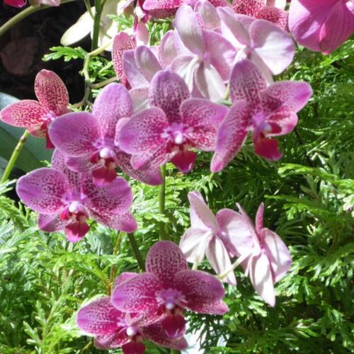 Orchid (Phalaenopsis KV Beauty) - Garden.org