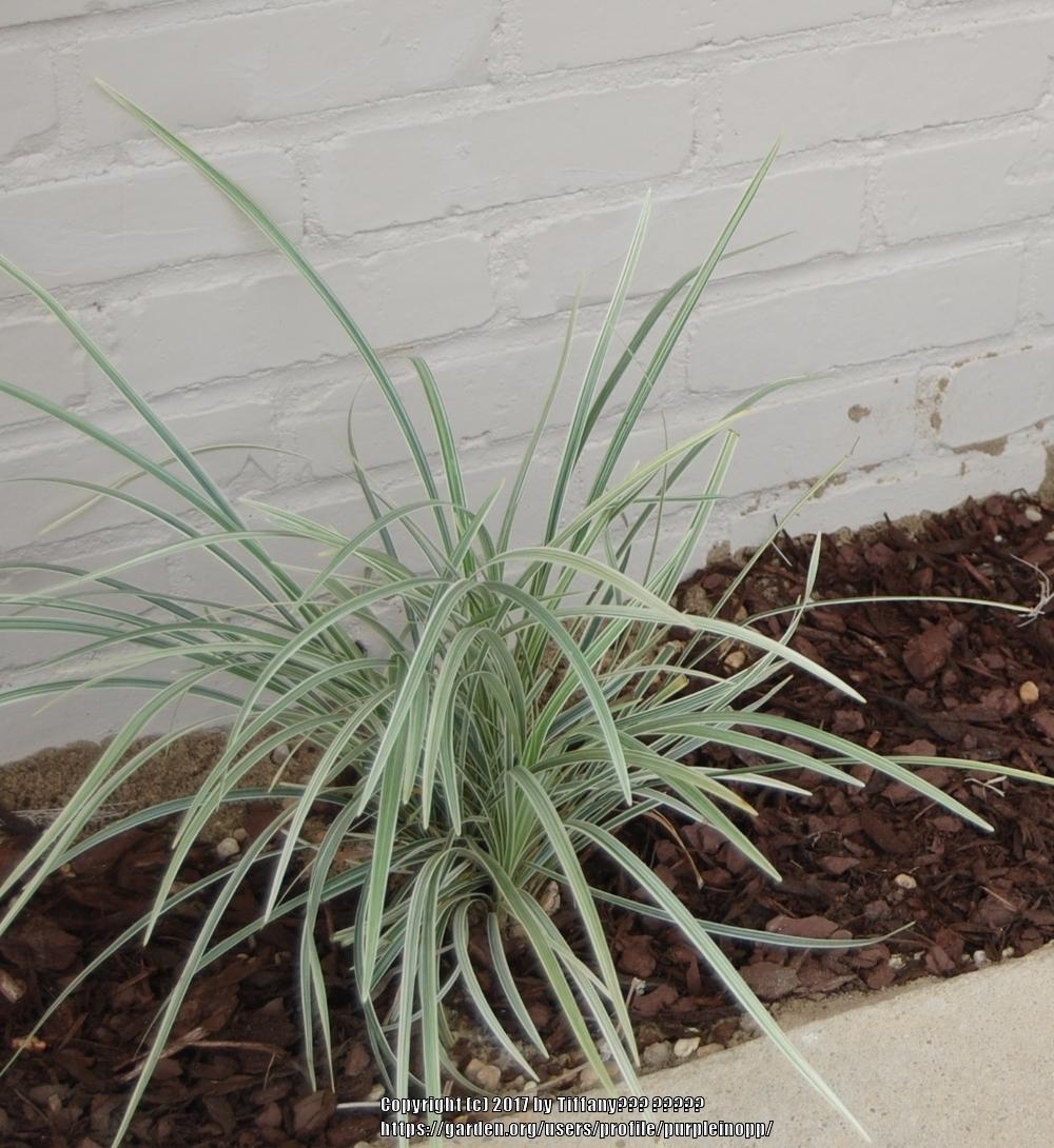 Photo of the entire plant of Lily Turf (Liriope muscari 'Aztec') posted ...