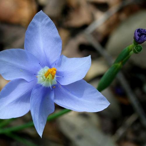 Prairie Celestial (Nemastylis geminiflora) - Garden.org