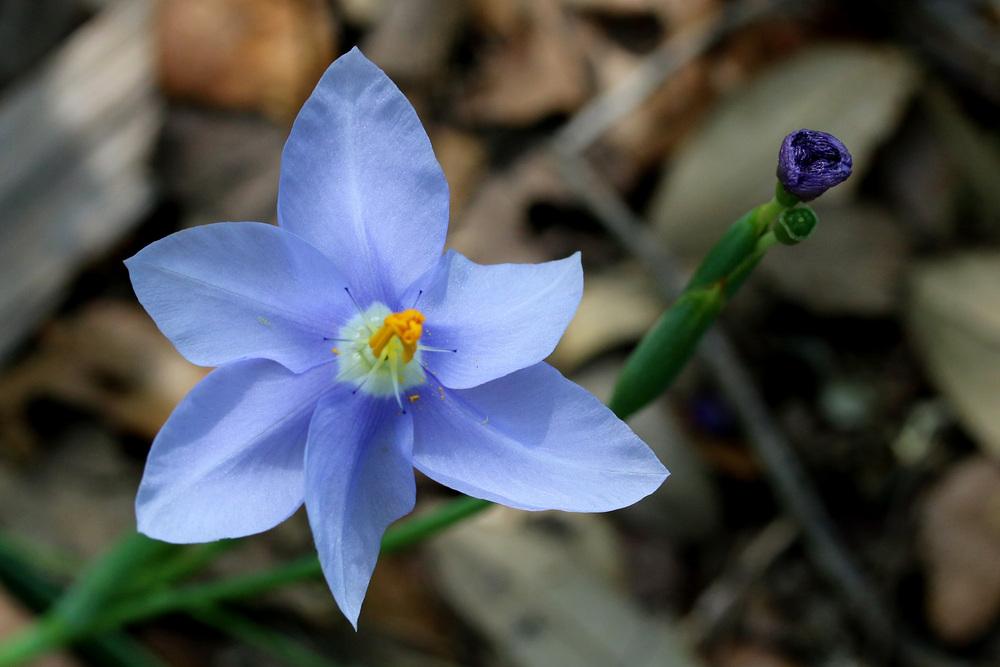 Prairie Celestial (Nemastylis geminiflora) - Garden.org