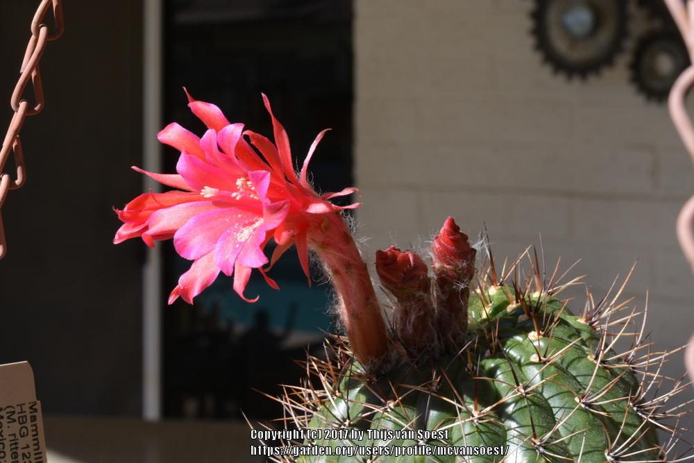 Matucana ritteri - Garden.org