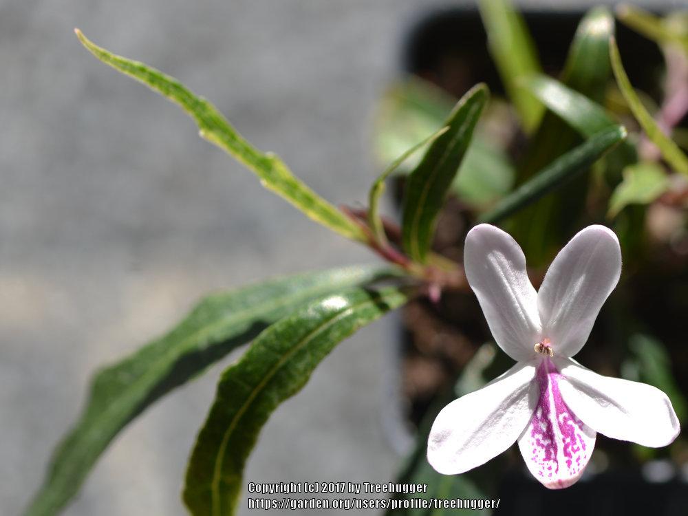Photo of the bloom of Golden Net Bush (Pseuderanthemum reticulatum ...