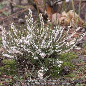Scotch Heath (Erica carnea 'Springwood White') - Garden.org