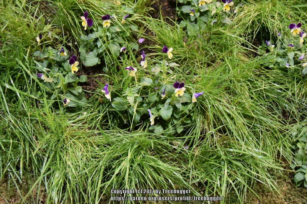 Viola 'Helen Mount' in the Violas Database - Garden.org