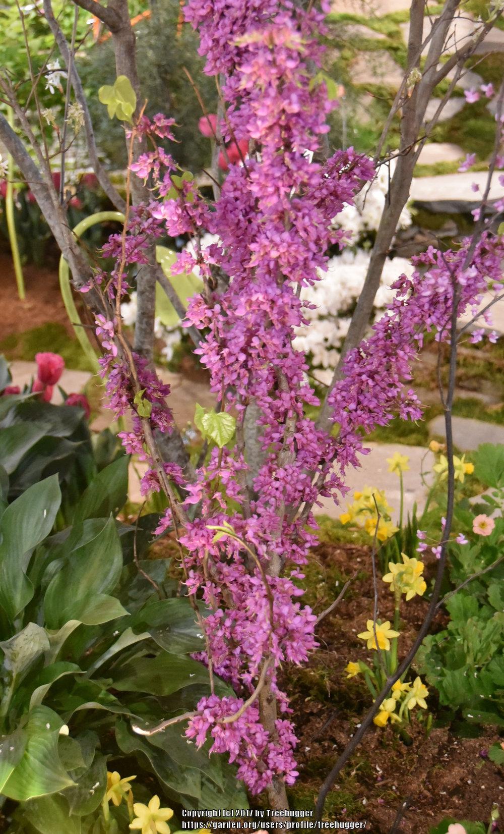 Photo of the bloom of Chinese Redbud (Cercis chinensis 'Avondale ...