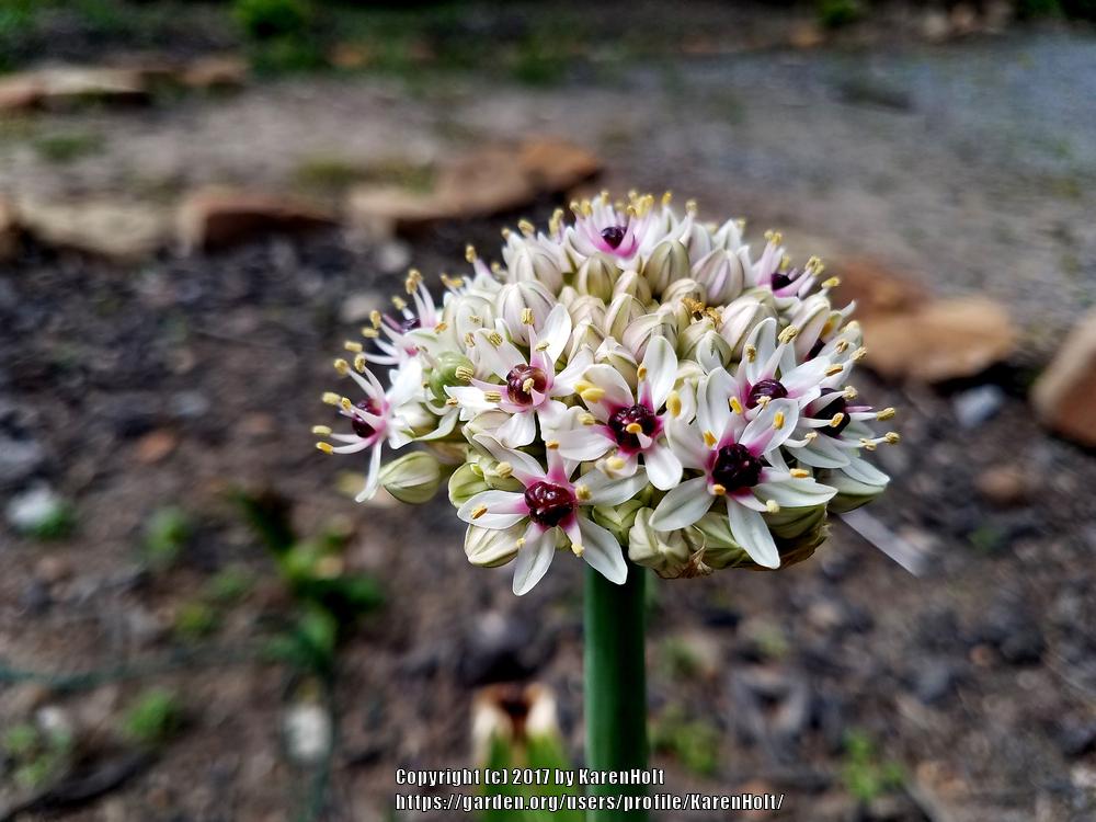 Photo of the bloom of Black Garlic (Allium multibulbosum 'Silver Spring ...
