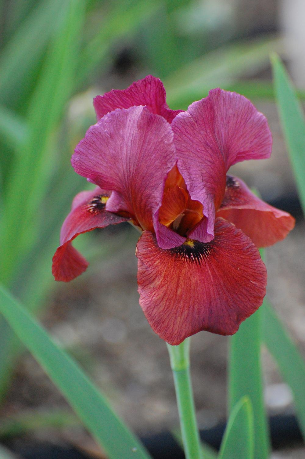 Photo of the bloom of Arilbred Iris (Iris 'Arabian Archer') posted by ...