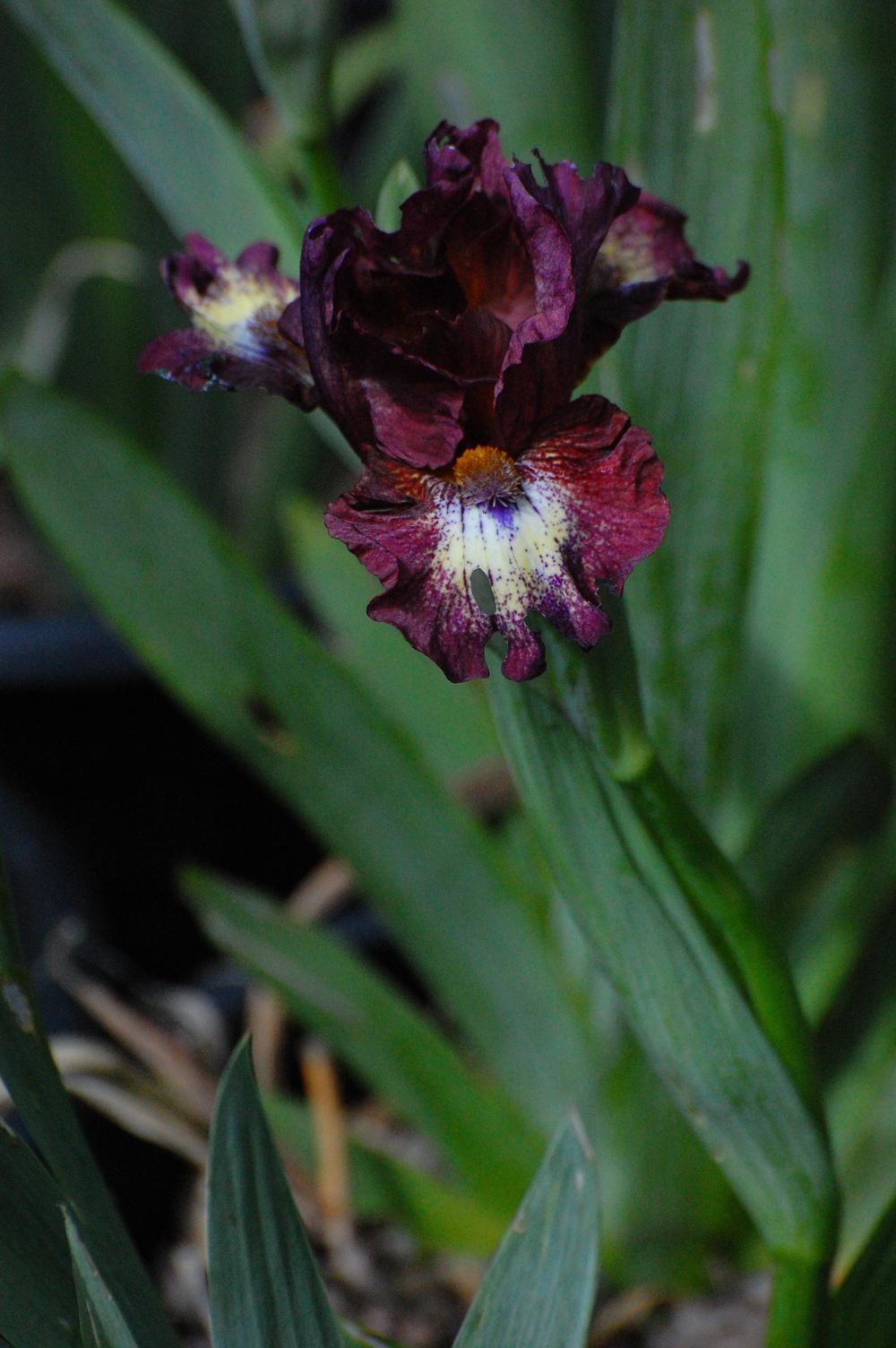 Intermediate Bearded Iris (Iris 'Ruby Sands') in the Irises Database ...