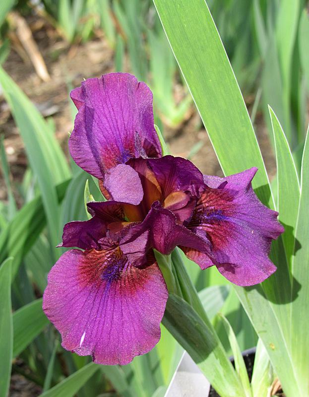 Photo of the bloom of Intermediate Bearded Iris (Iris 'Vamp') posted by ...