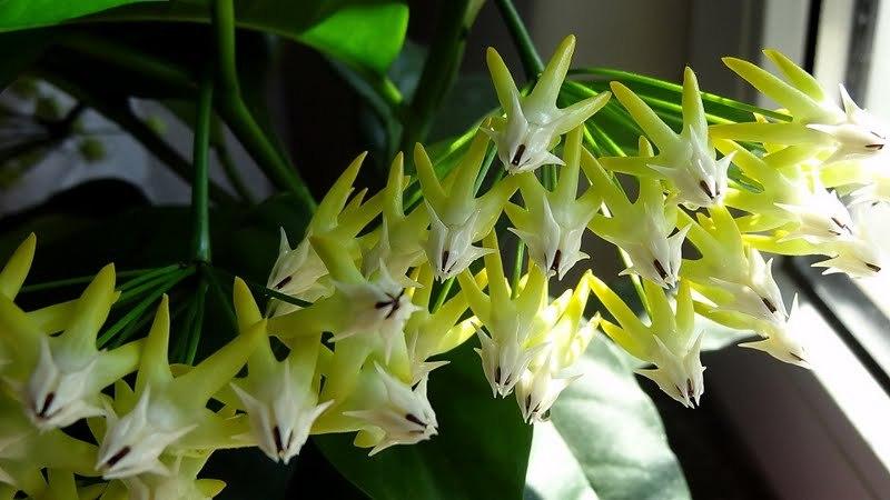 Photo of the bloom of Shooting Star Hoya (Hoya multiflora) posted by ...