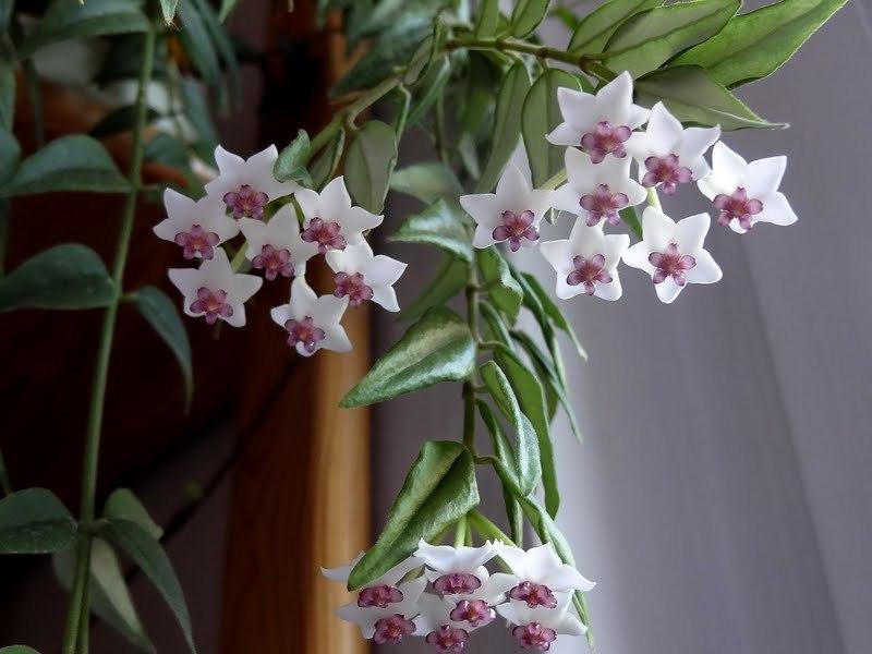 Photo of the bloom of Miniature Wax Plant (Hoya lanceolata subsp. bella ...