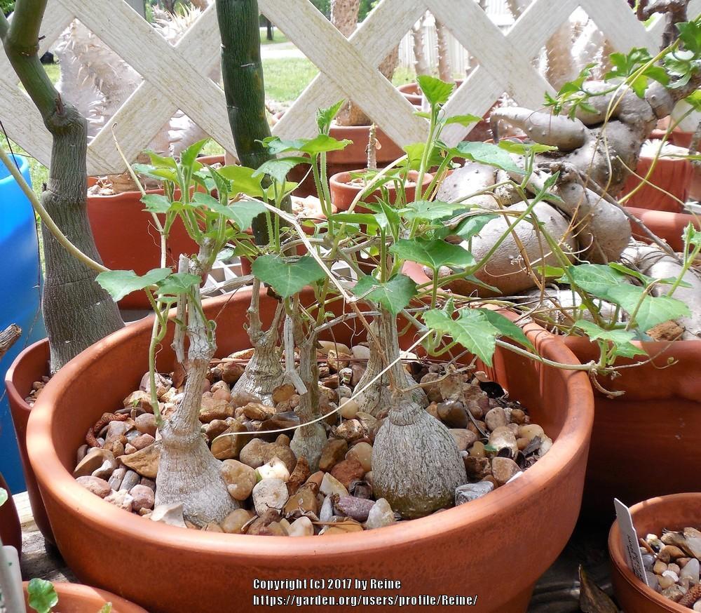 Photo of the entire plant of Kedrostis leloja posted by Reine - Garden.org