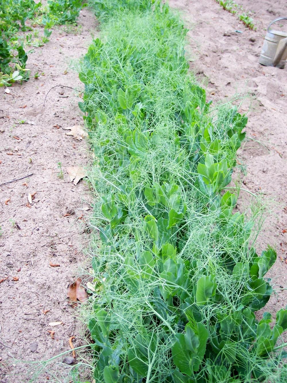 Photo of the entire plant of English pea (Pisum sativum 'PLS 595 ...