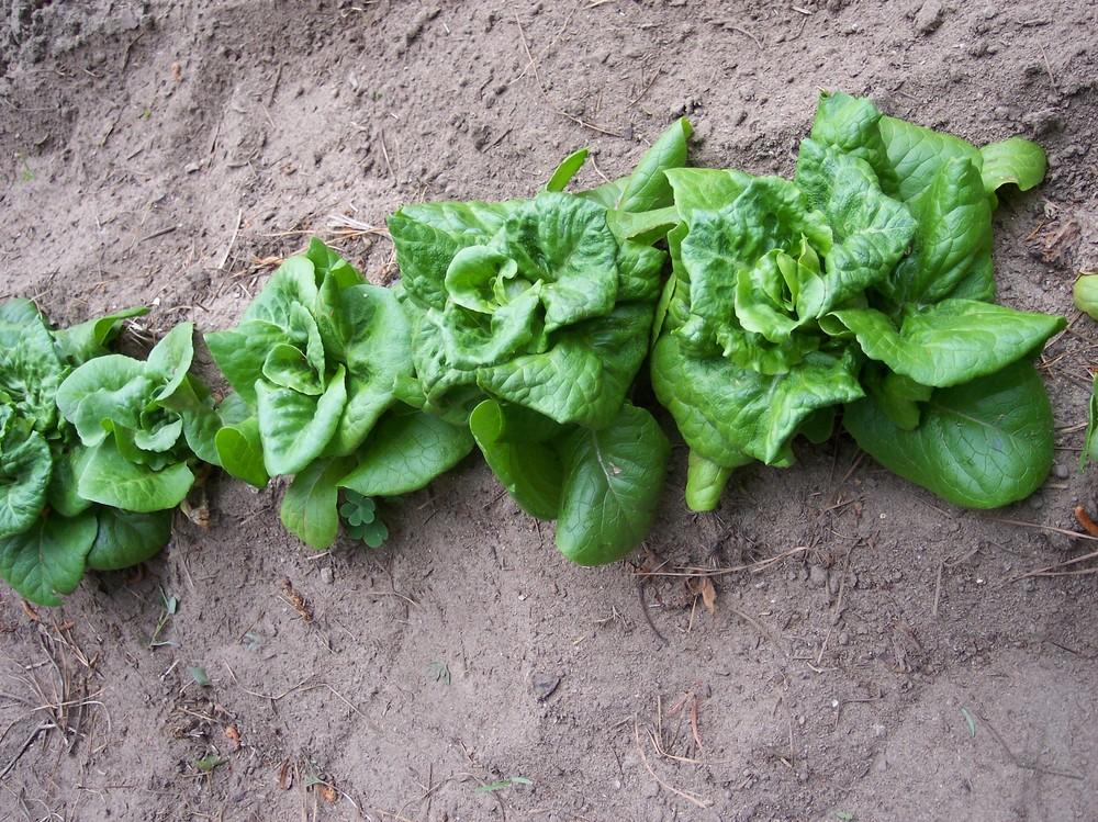 Photo of the entire plant of Lettuce (Lactuca sativa 'Limestone Bibb ...
