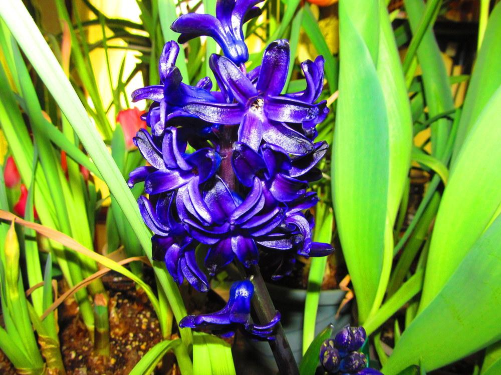 Photo of the bloom of Dutch Hyacinth (Hyacinthus orientalis 'Dark Dimension') posted by jmorth ...