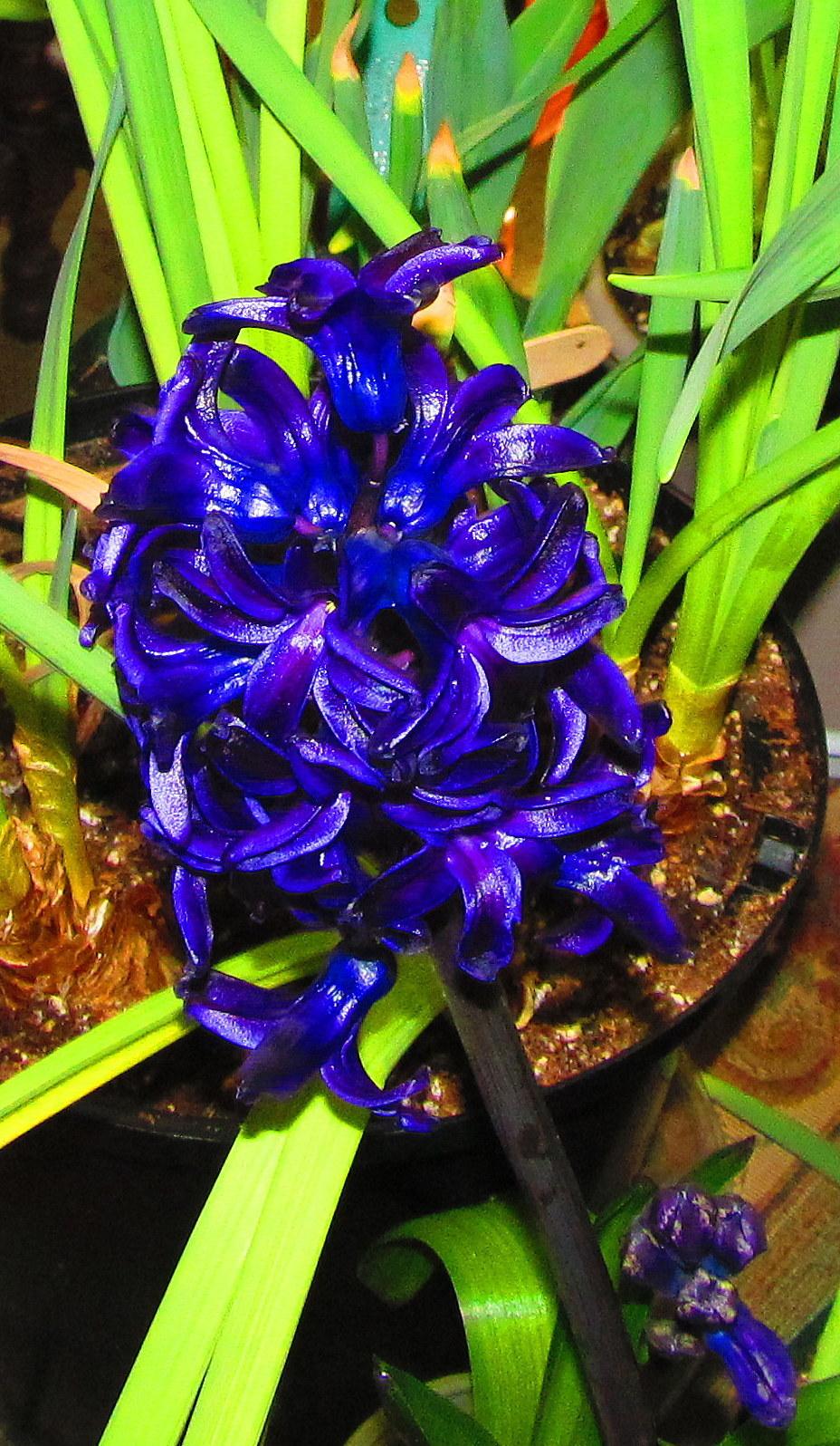 Photo of the bloom of Dutch Hyacinth (Hyacinthus orientalis 'Dark Dimension') posted by jmorth ...