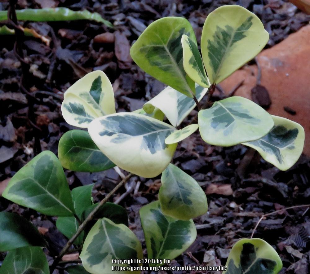 Photo of the leaves of Triangle Fig (Ficus natalensis subsp. leprieurii ...