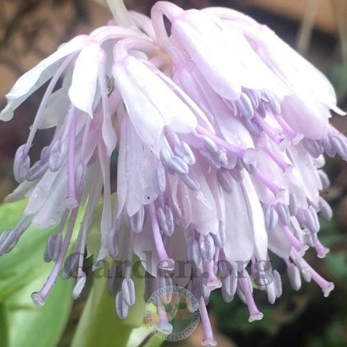 Oriental Swamp Pink (Heloniopsis orientalis) - Garden.org