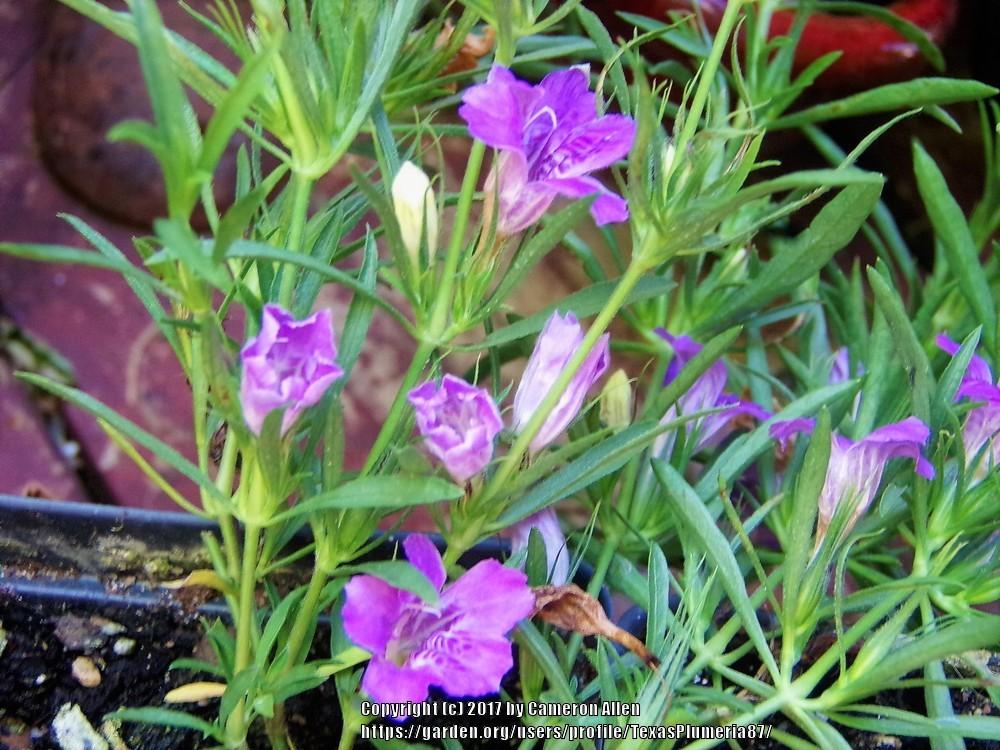 Photo of the bloom of Snake Herb (Dyschoriste linearis) posted by ...