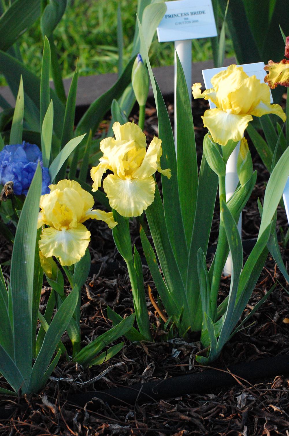 Photo of the bloom of Intermediate Bearded Iris (Iris 'Lemon Pop ...