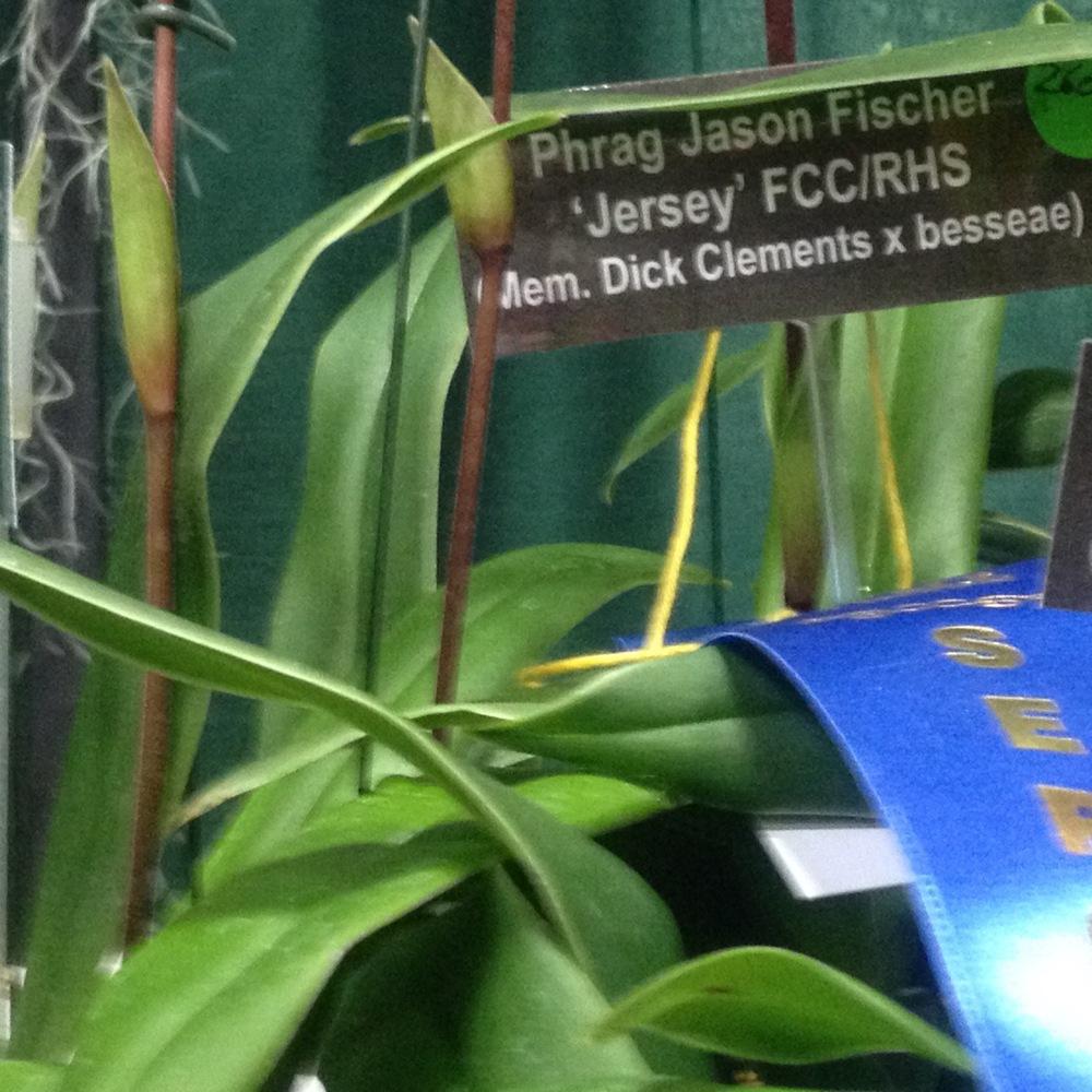 Phrag. Jason Fischer Jersey FCC/RHS (Mem. Dick Clements x besseae) in ...