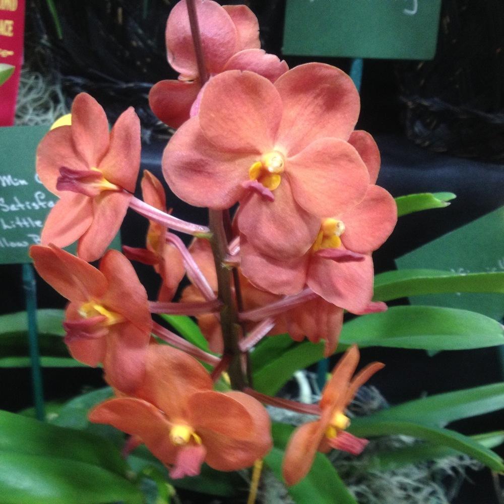 Orchid (Vanda Fuchs Ruby) - Garden.org